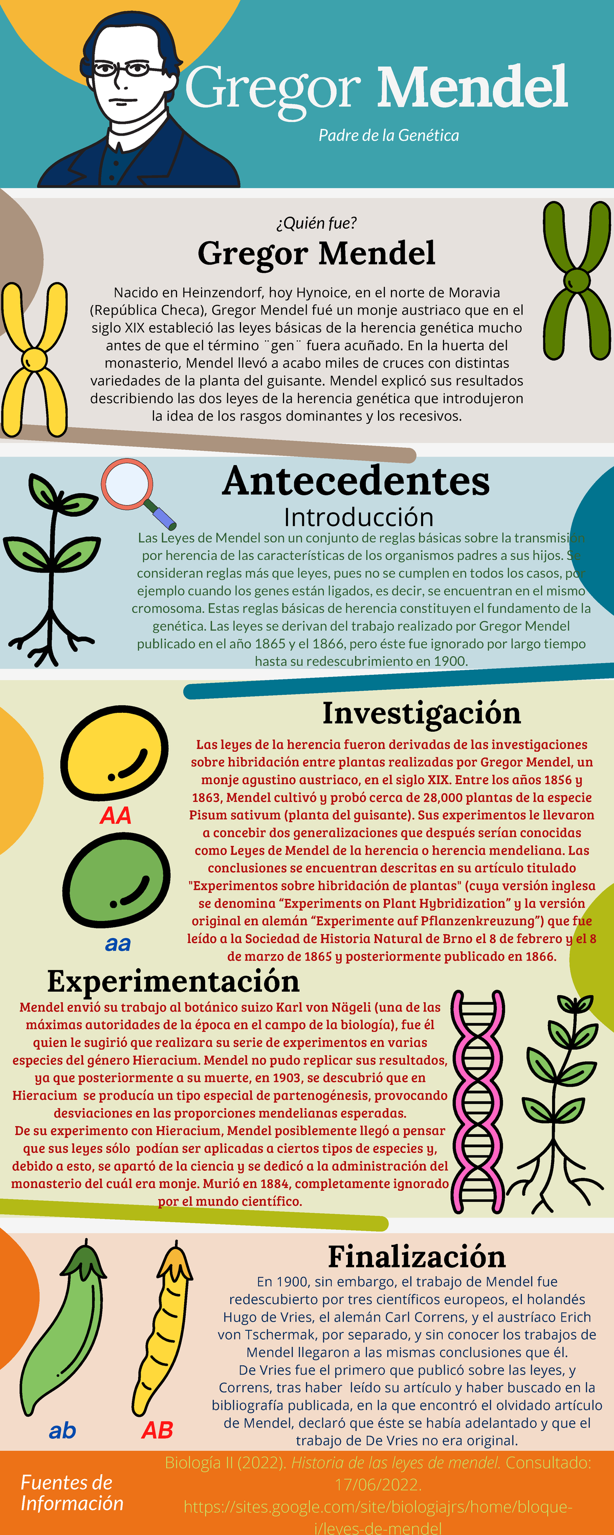 Hoja De Trabajo Sobre El Trabajo De Gregor Mendel: Respuestas