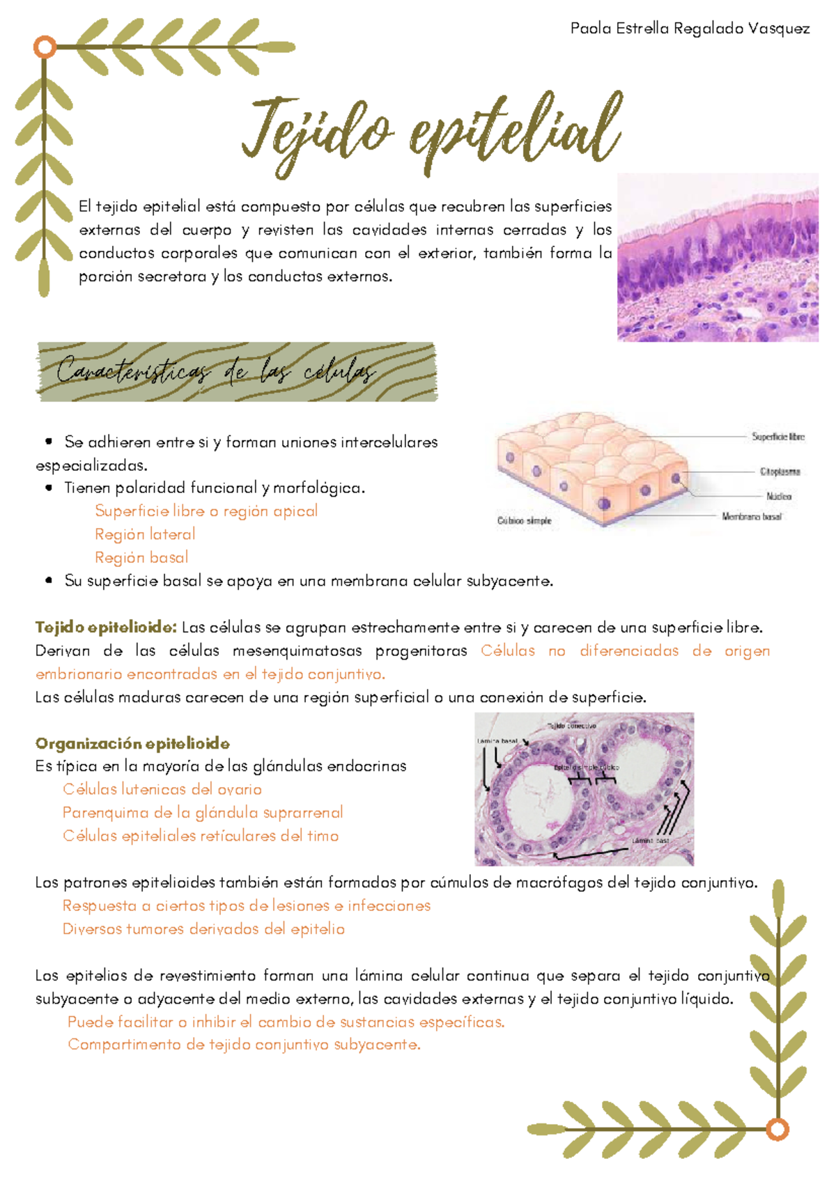Tejido Epitelial: Estructura, Clasificación y Funciones (Biología 101) - Studocu