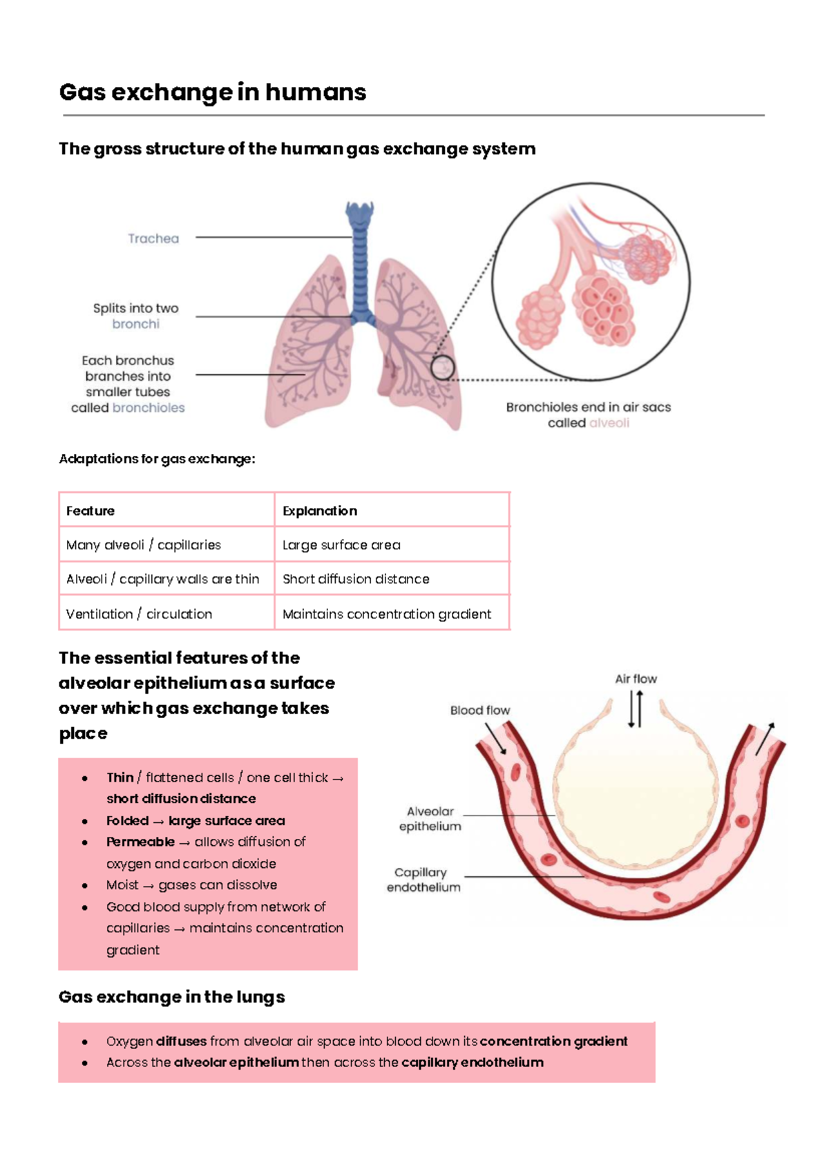 Gas Exchange in Humans: Structure, Function, and Lung Disease Analysis ...