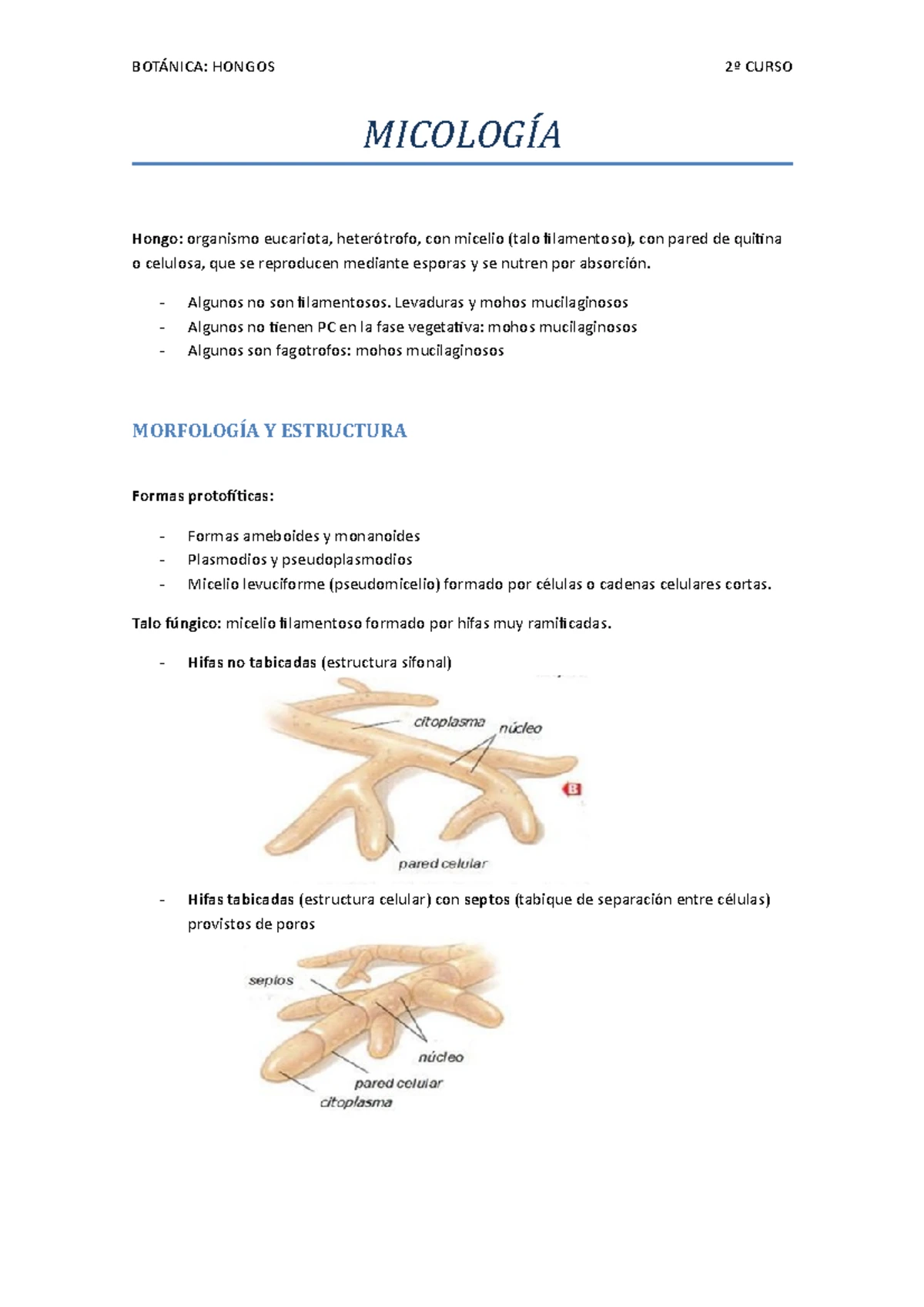 Estructura Hongos - Resumen libro - Pared Celular Formada por quitina y ...