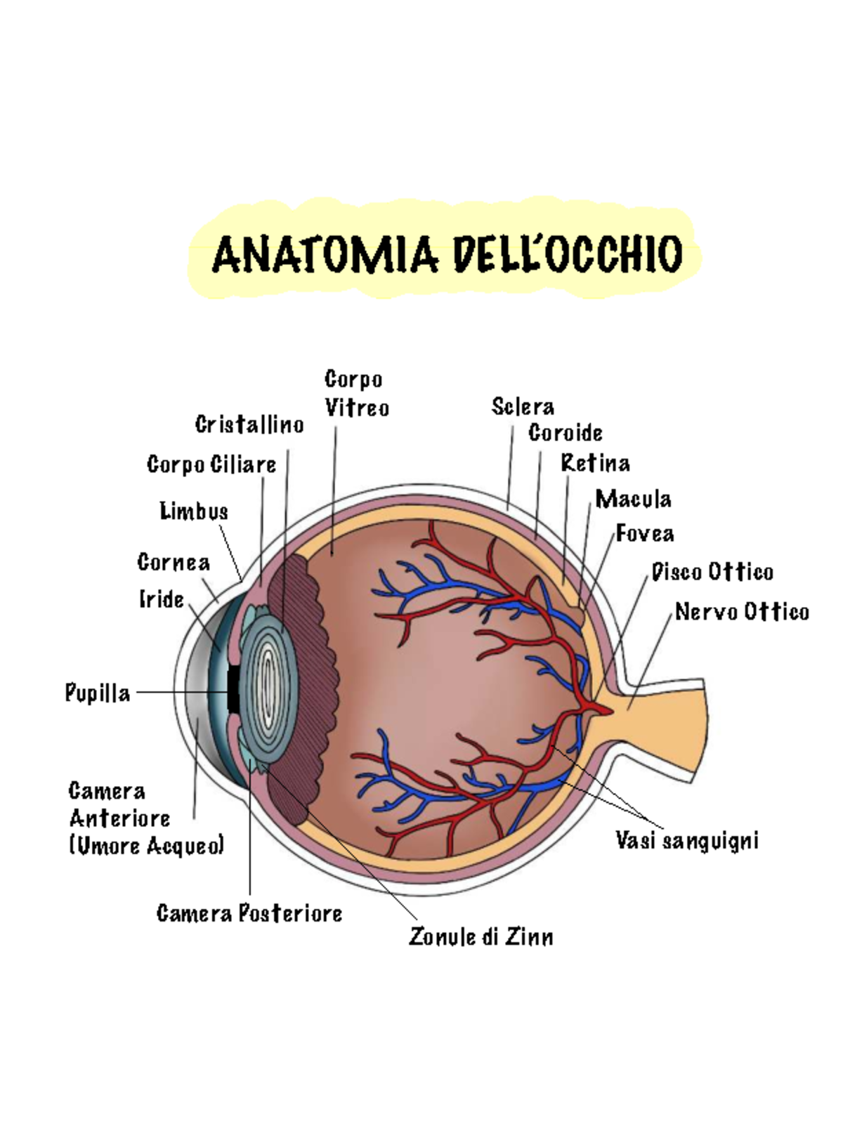 Anatomia Dell’occhio - Ottica e optometria - Sclera Coroide Retina ...