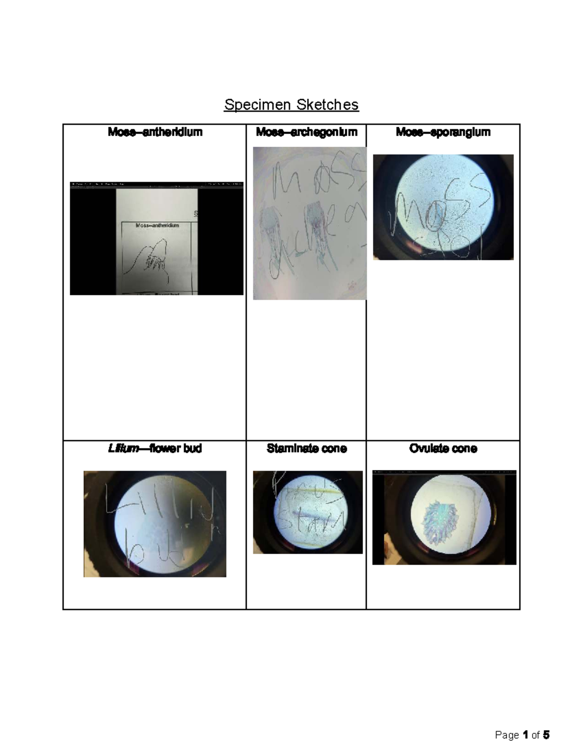 Lab 5 - Evolution of Plant Structures and Adaptations - Studocu