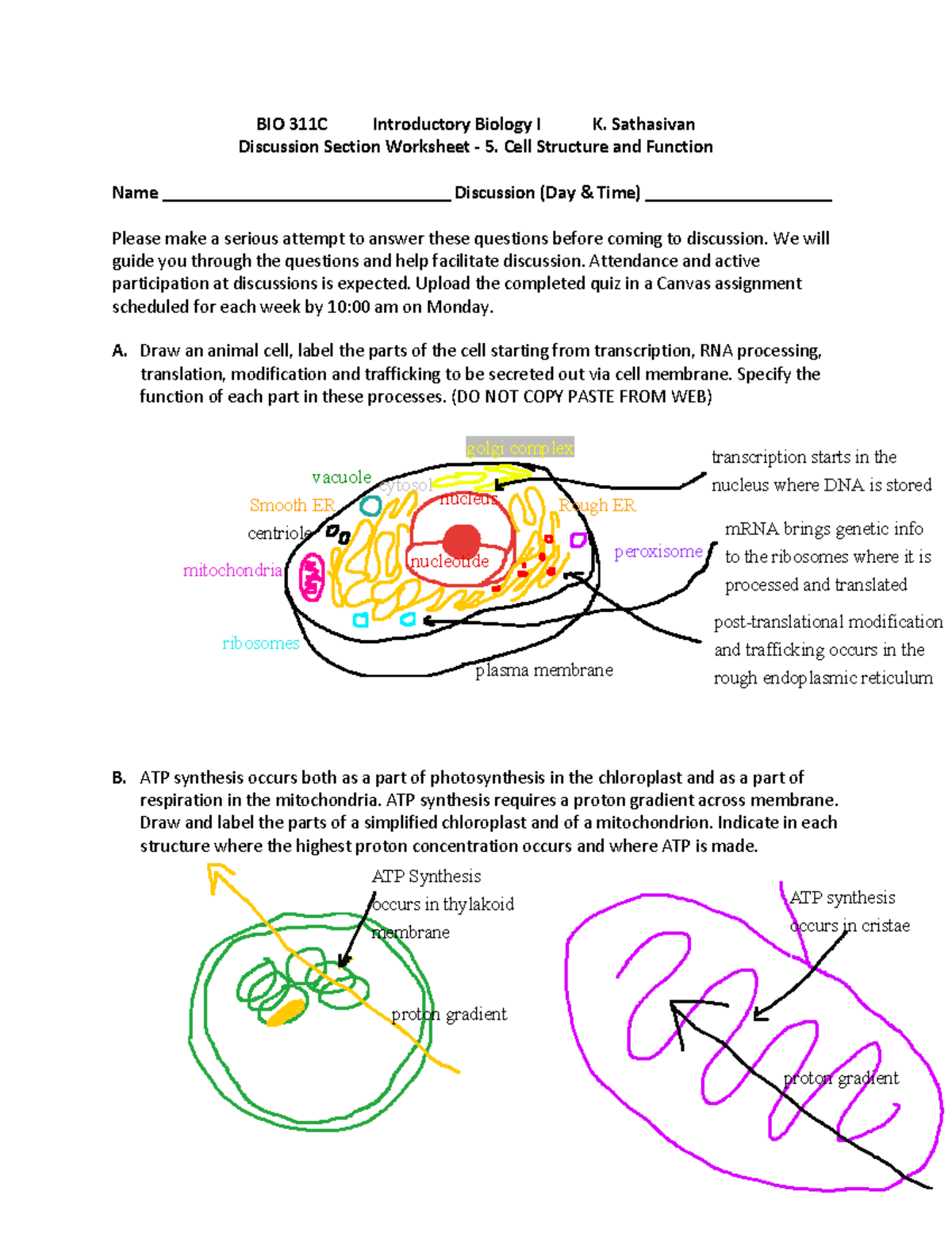 Nucleus Structure And Function Biology Discussion