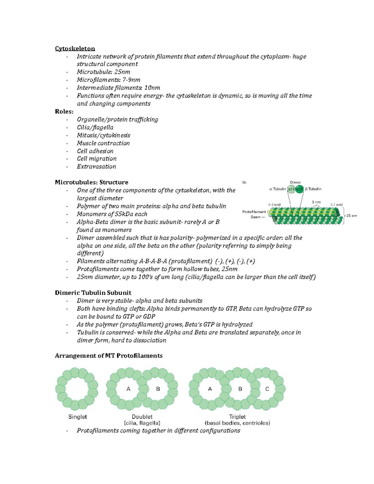 Cell Bio All - Cytoskeleton - Intricate network of protein filaments ...