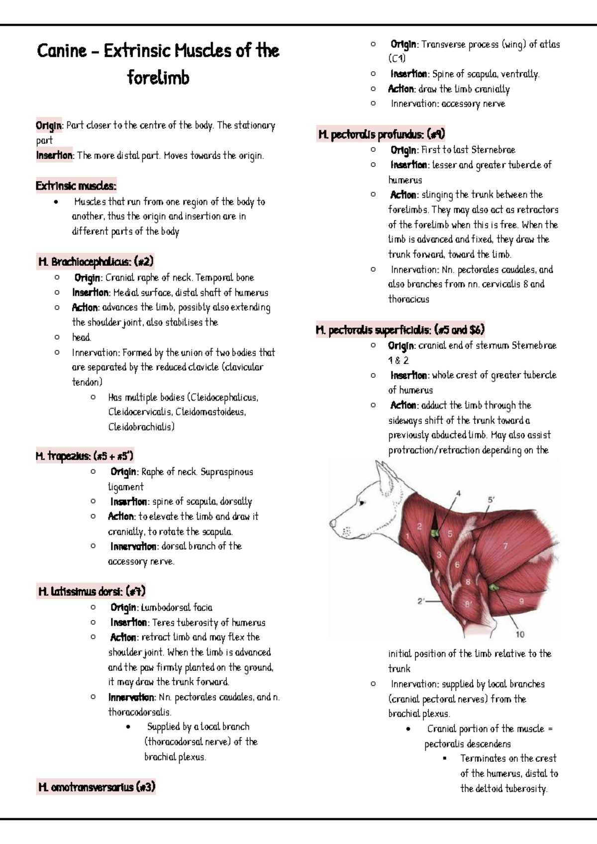 Canine Forelimb notes - Canine - Extrinsic Muscles of the forelimb ...