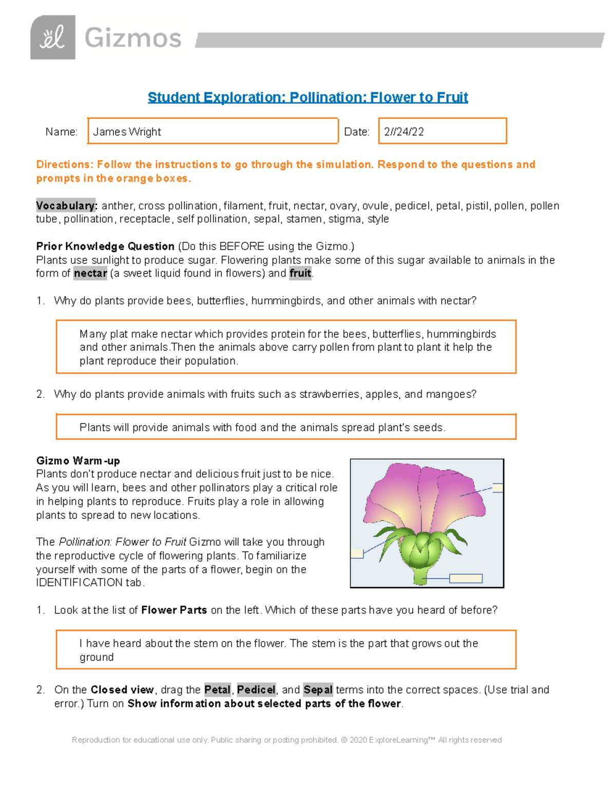 Copy of Pollination Flower Fruit SE - Student Exploration: Pollination ...