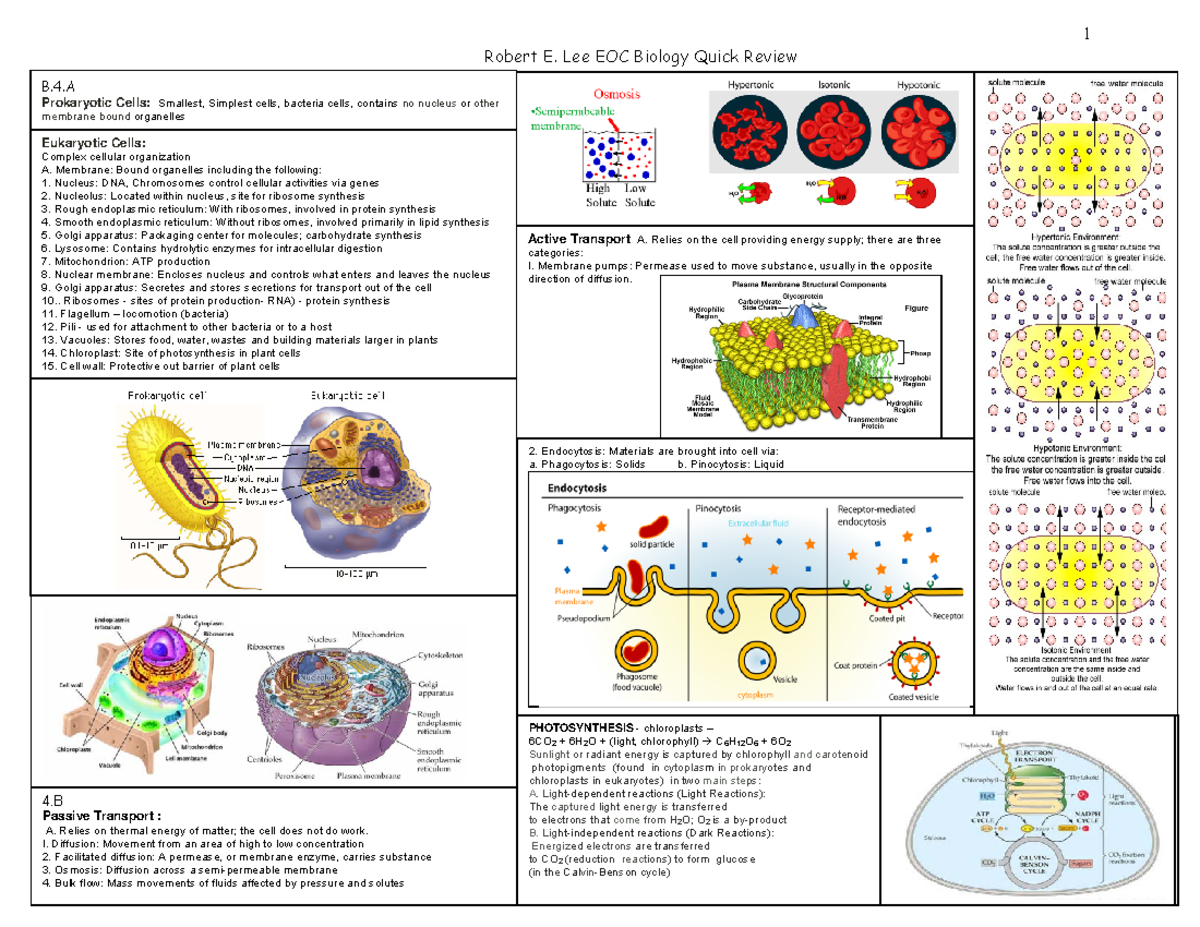Biology-Quick Review - Robert E. Lee EOC Biology Quick Review B.4 ...