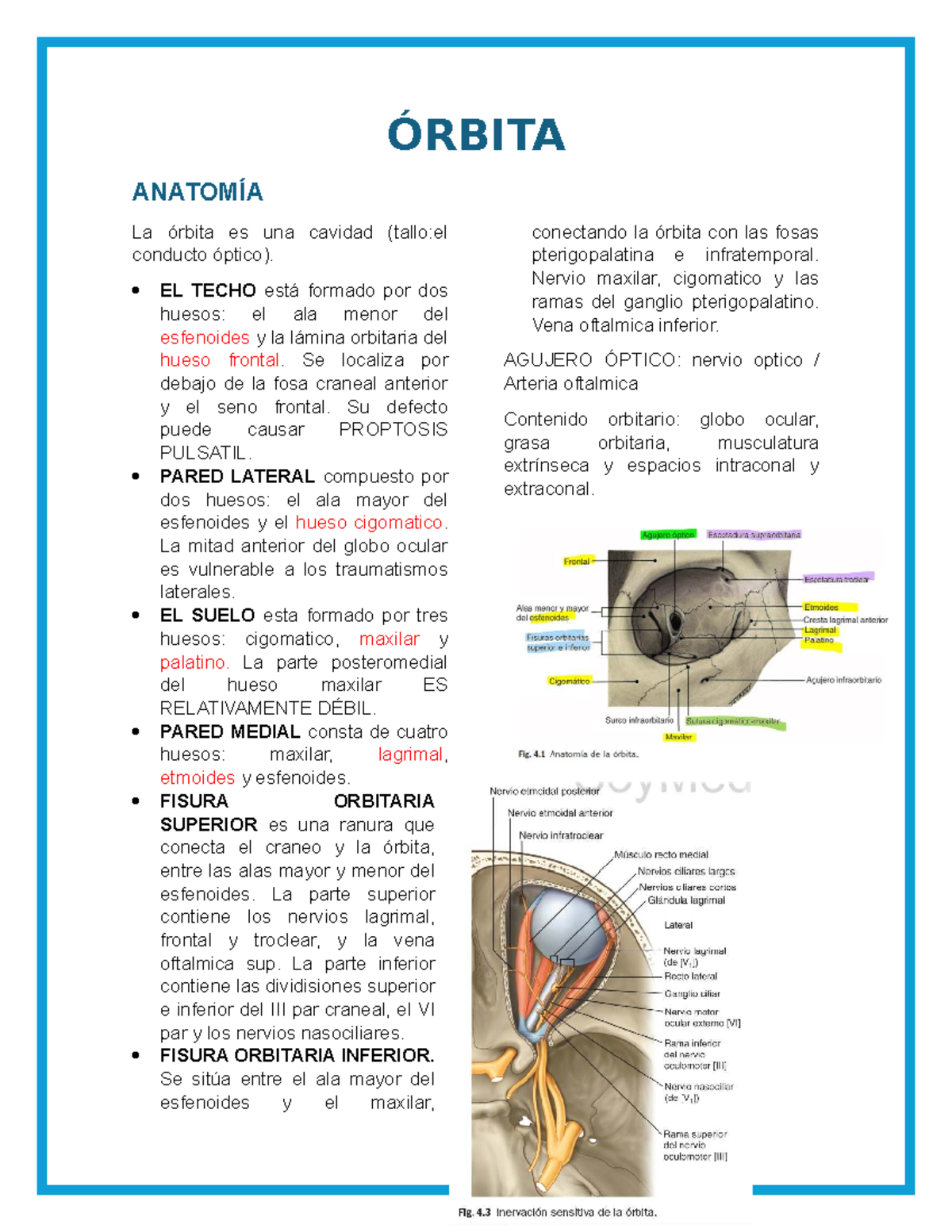 Apuntes de Oftalmología: Anatomía y Fisiología de la Órbita - Studocu