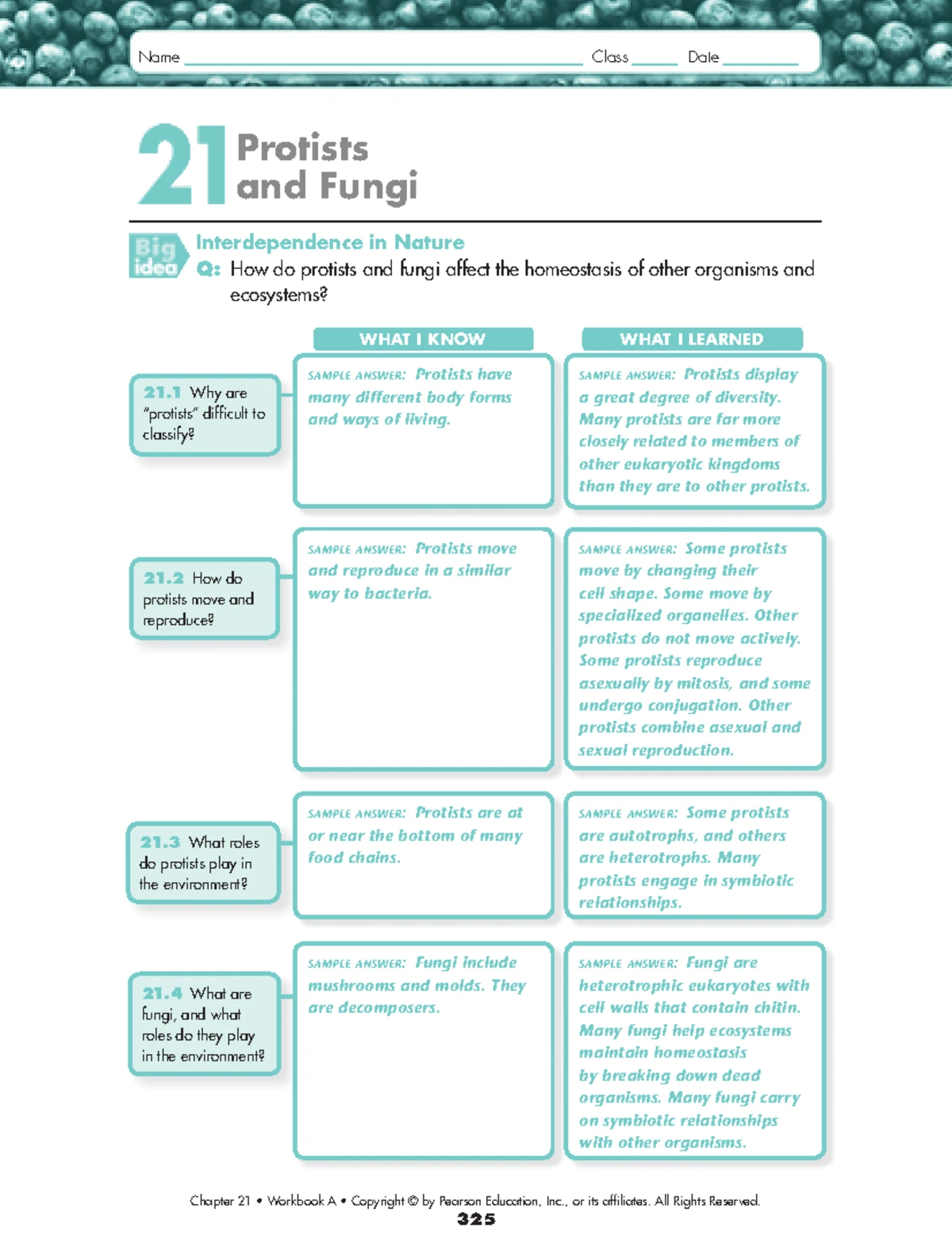 Prokaryotic Diversity - DIVERSITY (PROKARYOTES, FUNGI, PLANTS ...