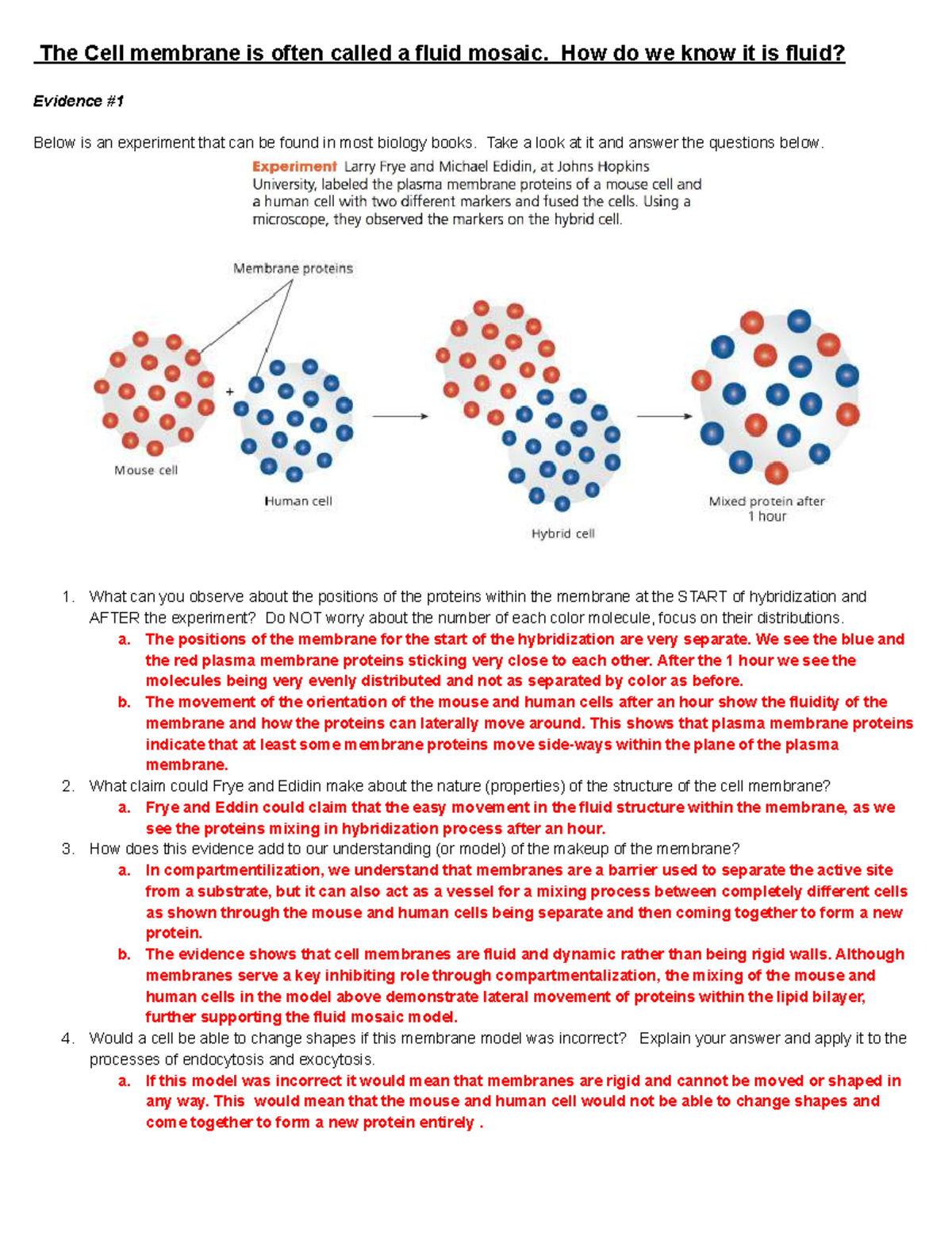 Fluid Mosaic Model: Evidence and Insights on Membrane Dynamics HB - Studocu