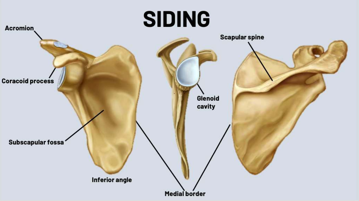 Siding Bones - Summary of Bone Identification Techniques - Studocu
