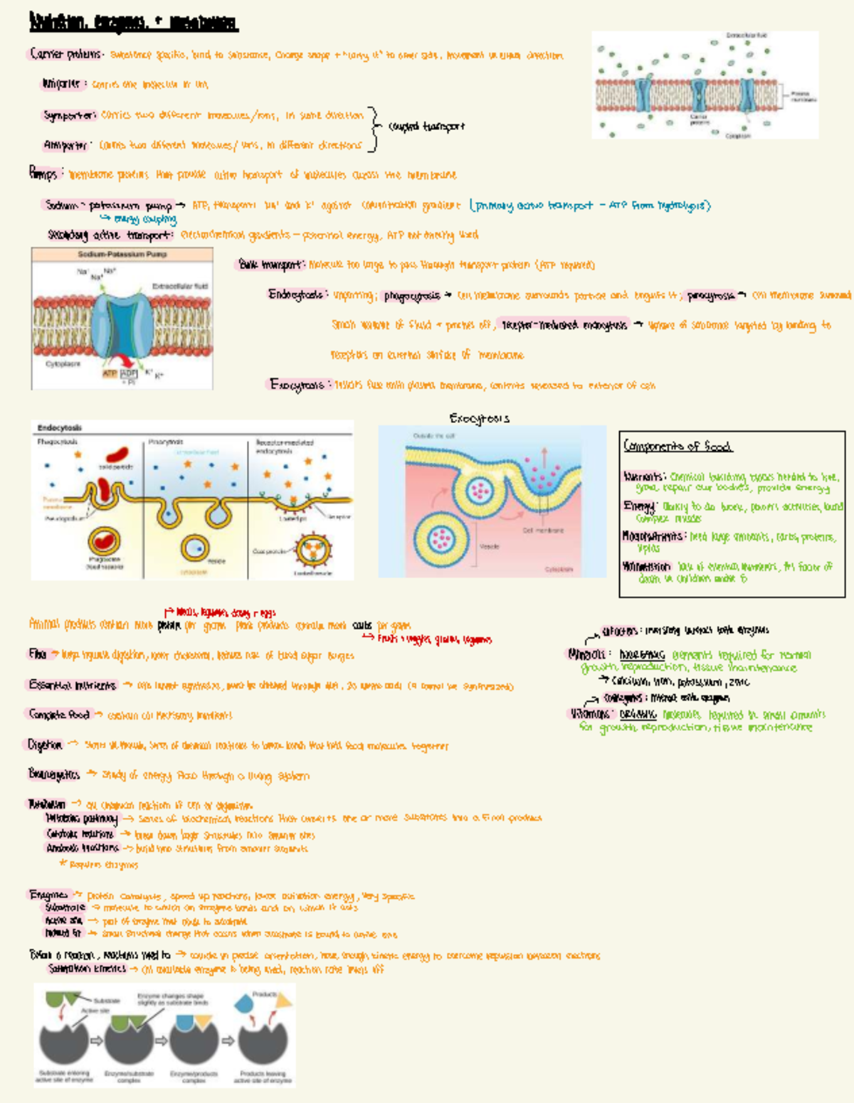 Biology 101: Enzymes, Metabolism, and Nutritional Science Overview ...