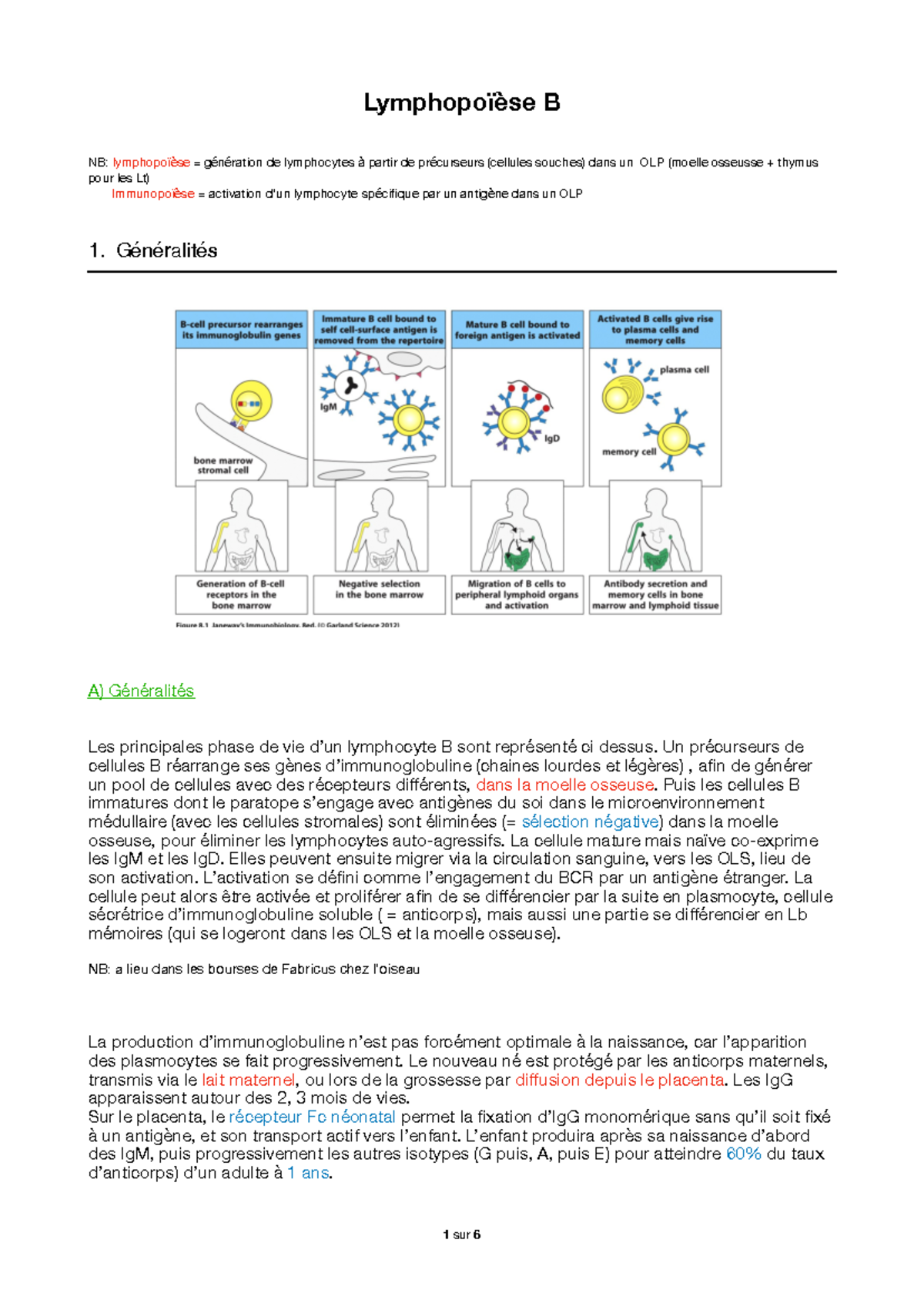 Étude sur la Lymphopoïèse B et le Développement des Lymphocytes B - Studocu