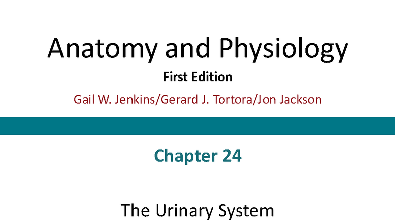 Ch 24: The Urinary System - Anatomy & Physiology Notes - Studocu