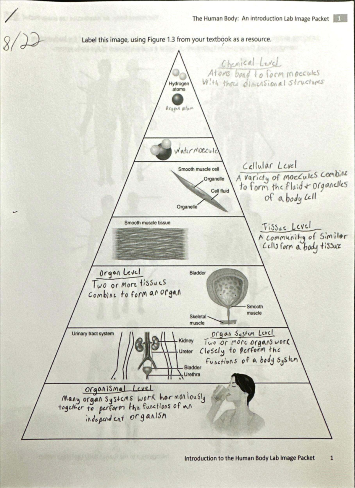 Human Body Lab Image Packet: Structure & Function Analysis - Studocu