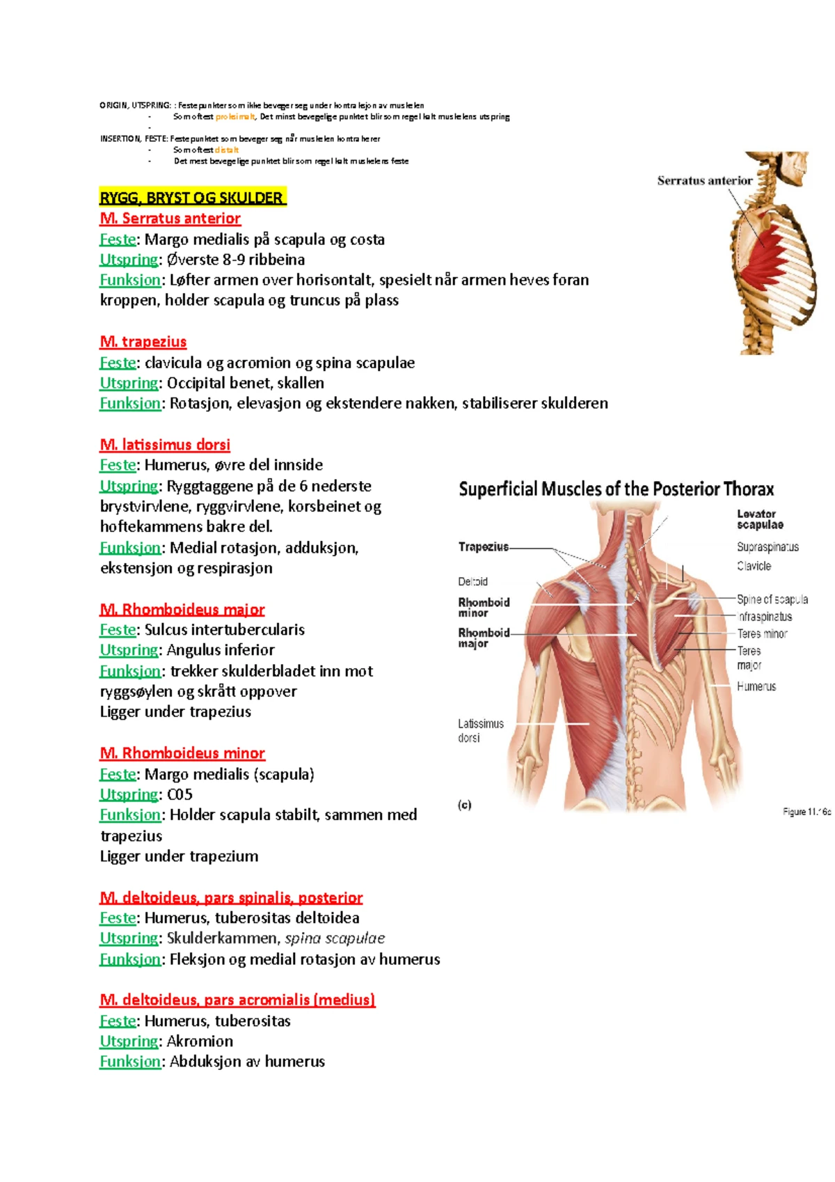 Anatomi Eksamensnotater - Øving 1 & 2 MSVAR - Studocu