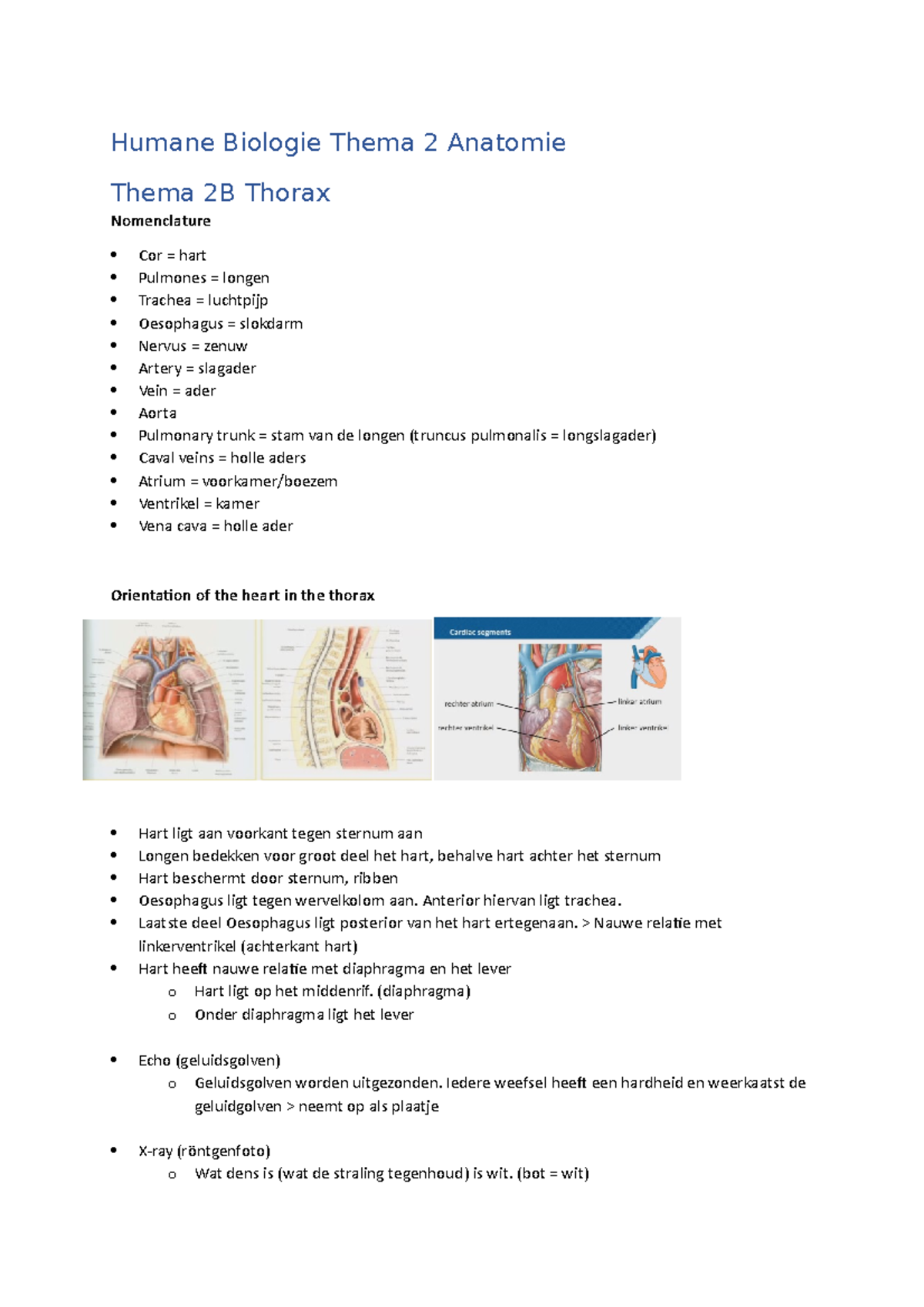 Humane Biologie Thema 2B Anatomie: Die Thorax en Hartstructuur ...