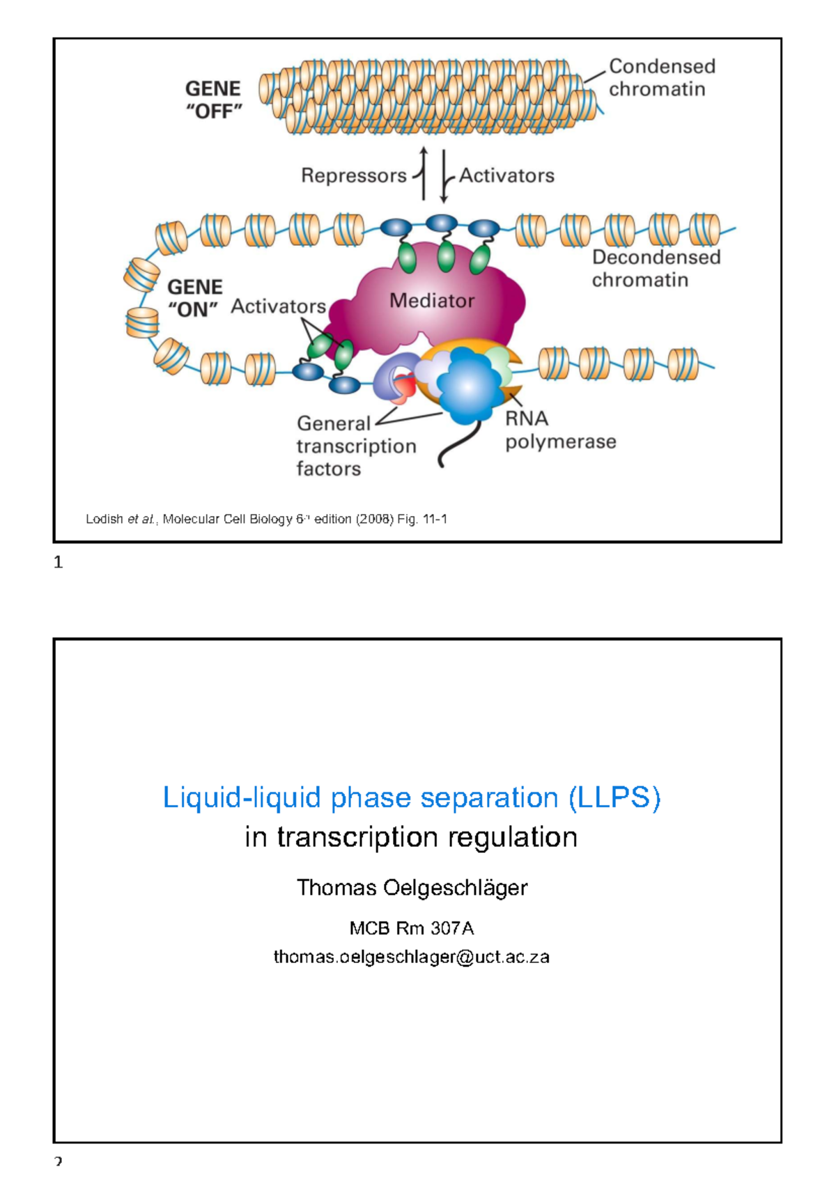 Liquid-Liquid Phase Separation in Transcription Regulation - Studocu