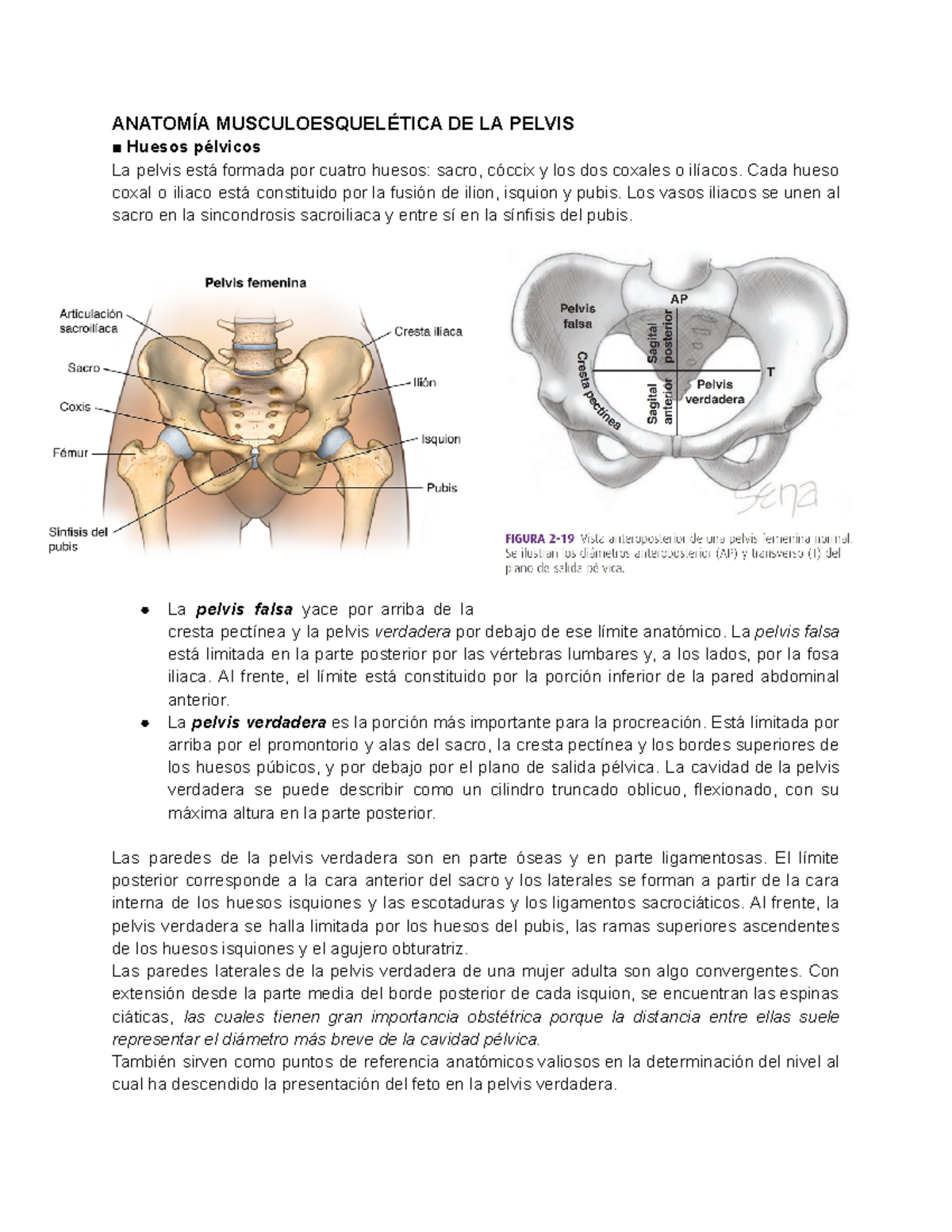 Anatomía y Evaluación de la Pelvimetría en Obstetricia - Studocu