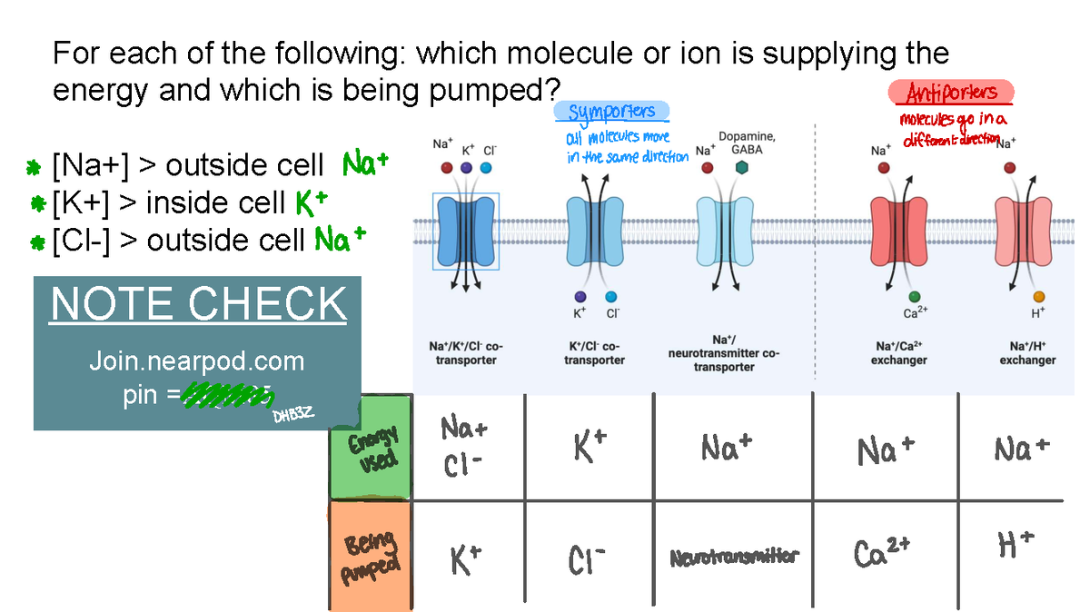 Understanding the Nuclear Envelope: Structure, Function & Transport (Biol 101) - Studocu
