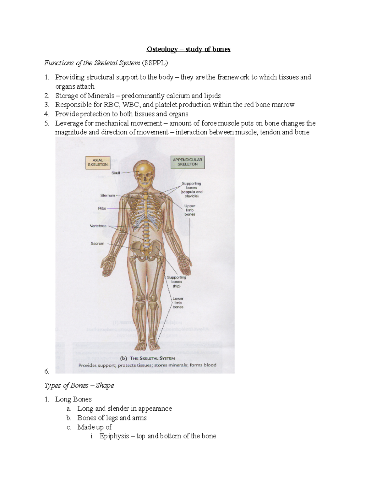 Chapter 4 - Osteology: Functions, Types, & Growth of Bones - Studocu