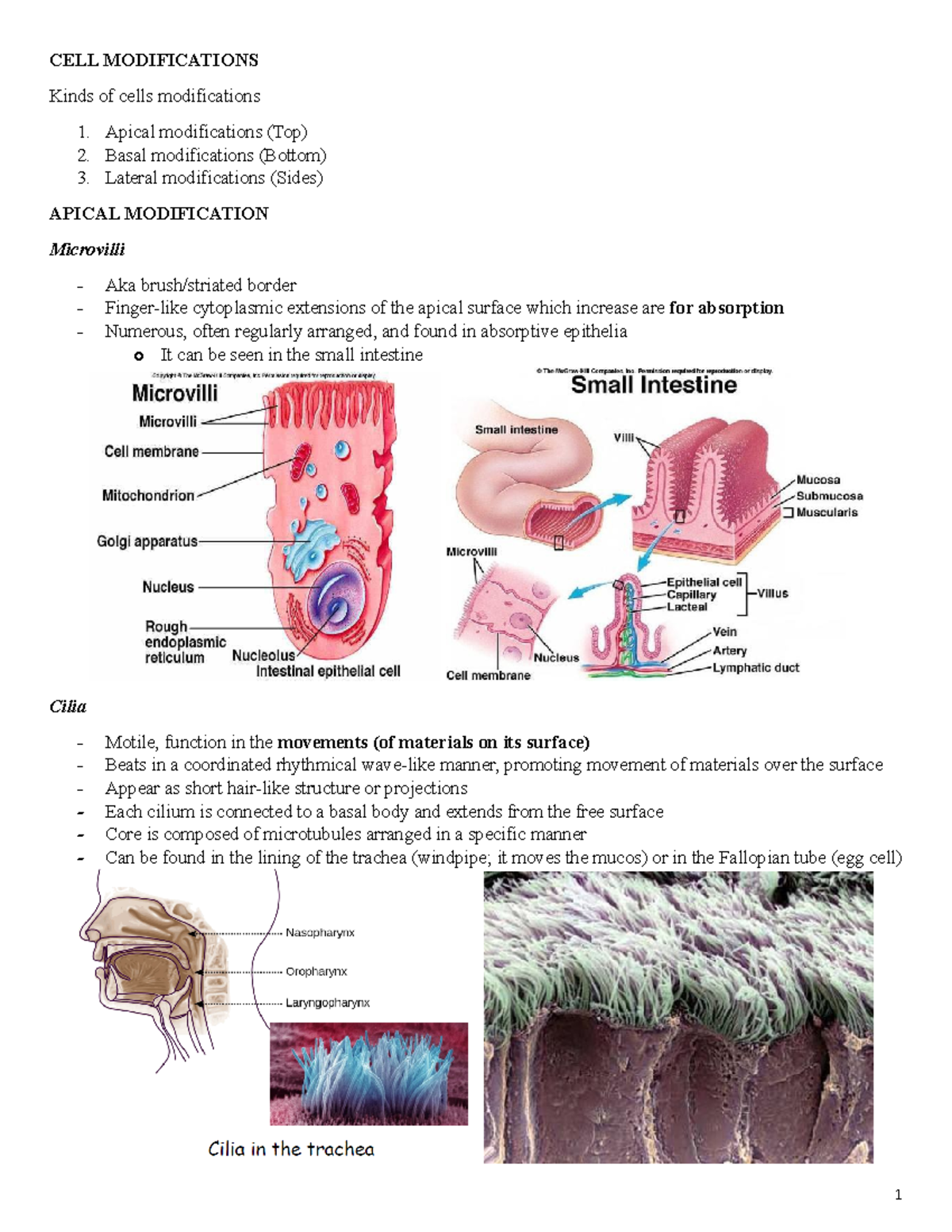 Biology - Lesson 4 - Cell Modifications (Apical, Basal, and Lateral ...