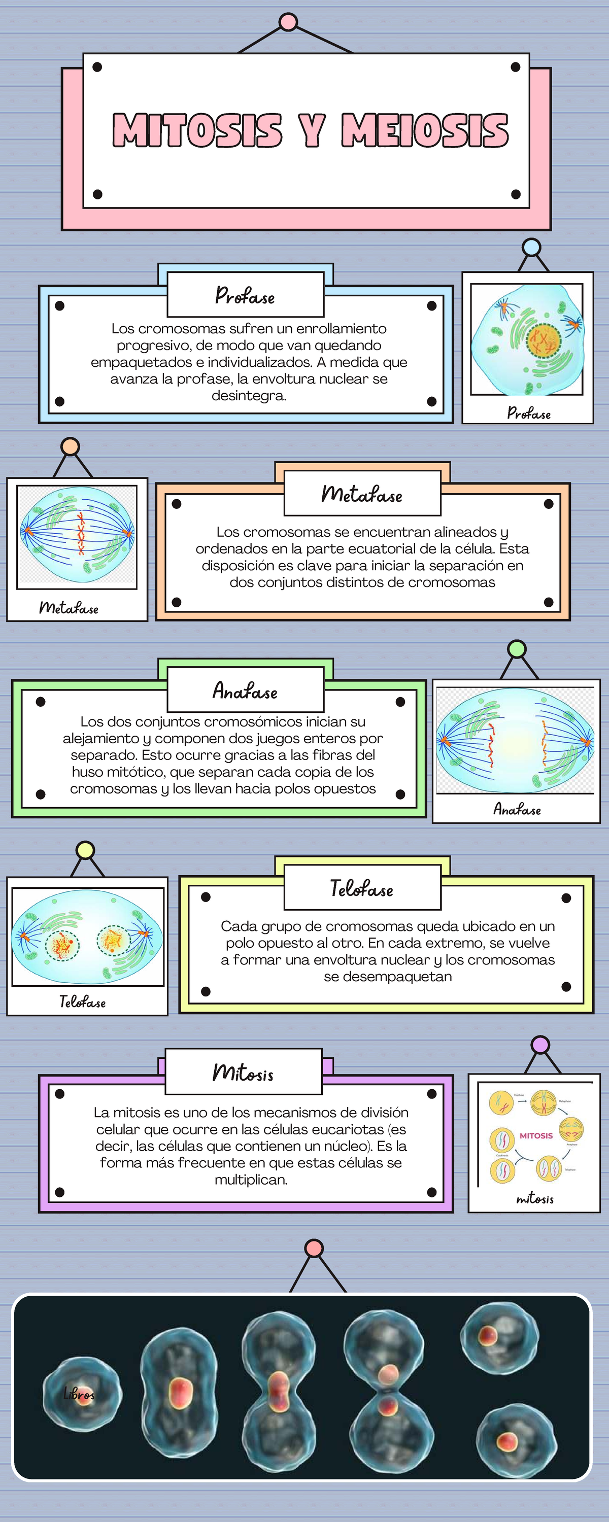Clave De La Hoja De Trabajo Sobre La Meiosis