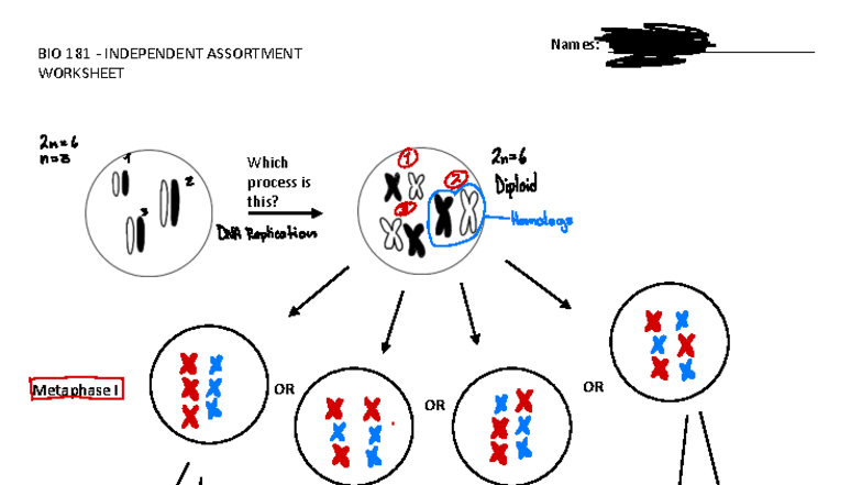 Meiosis - Independent Assortment Worksheet - BIO 181 - INDEPENDENT ...