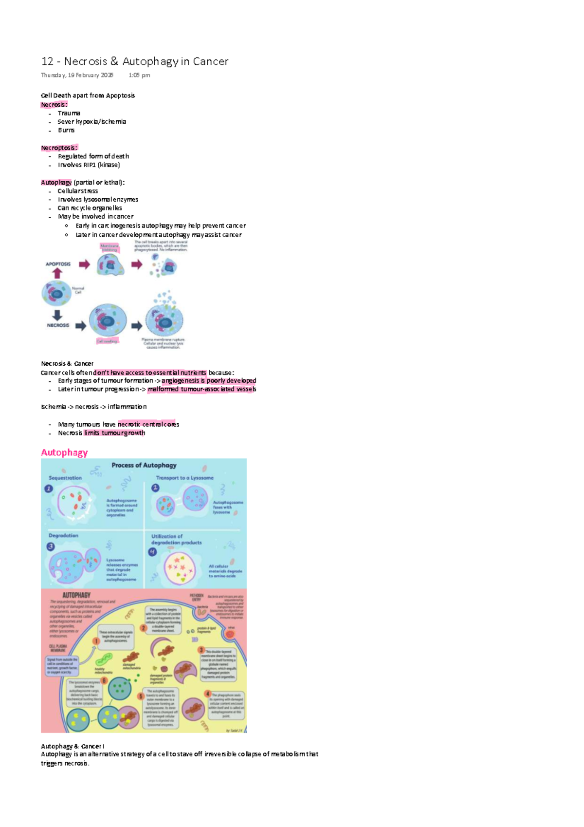 12 - Necrosis & Autophagy in Cancer - Studocu