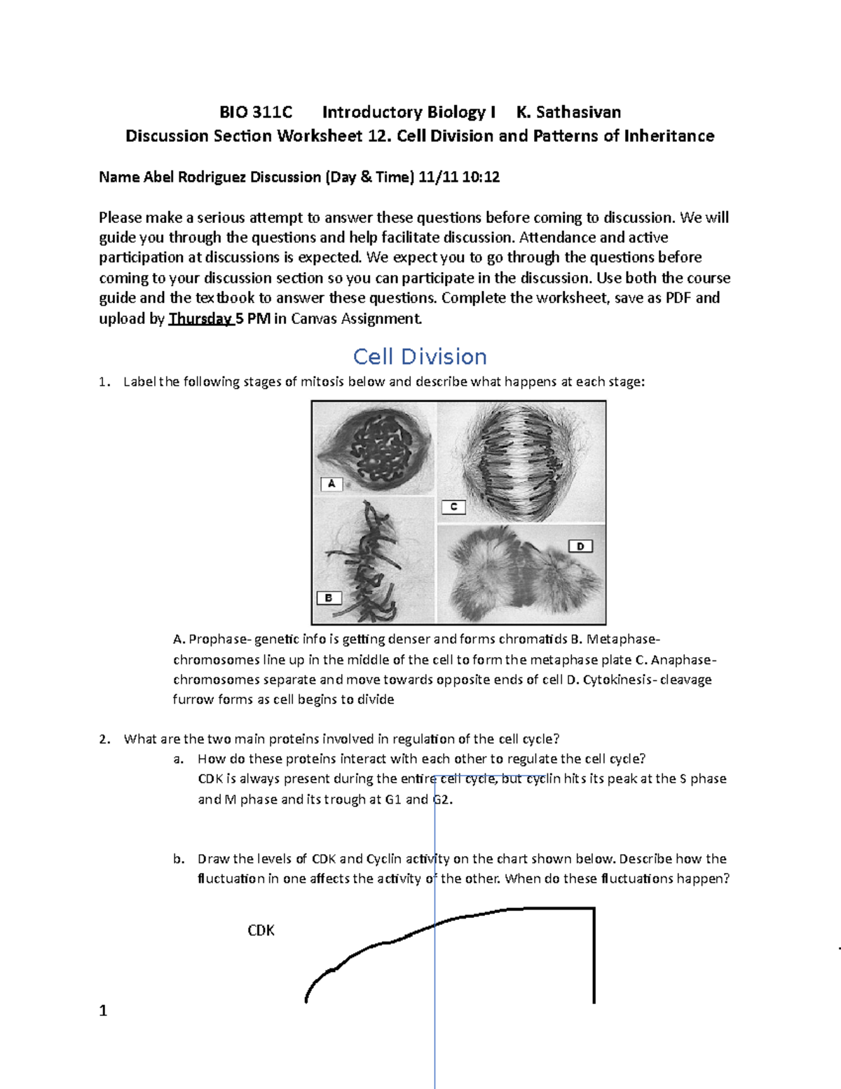 DSW 12. Cell Division and Genetics, Abel Rodriguez - Fall 2022` - BIO ...
