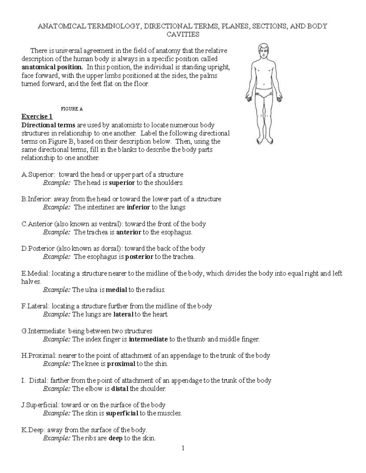 Anatomical Terminology Worksheet: Directional Terms & Body Planes - Studocu