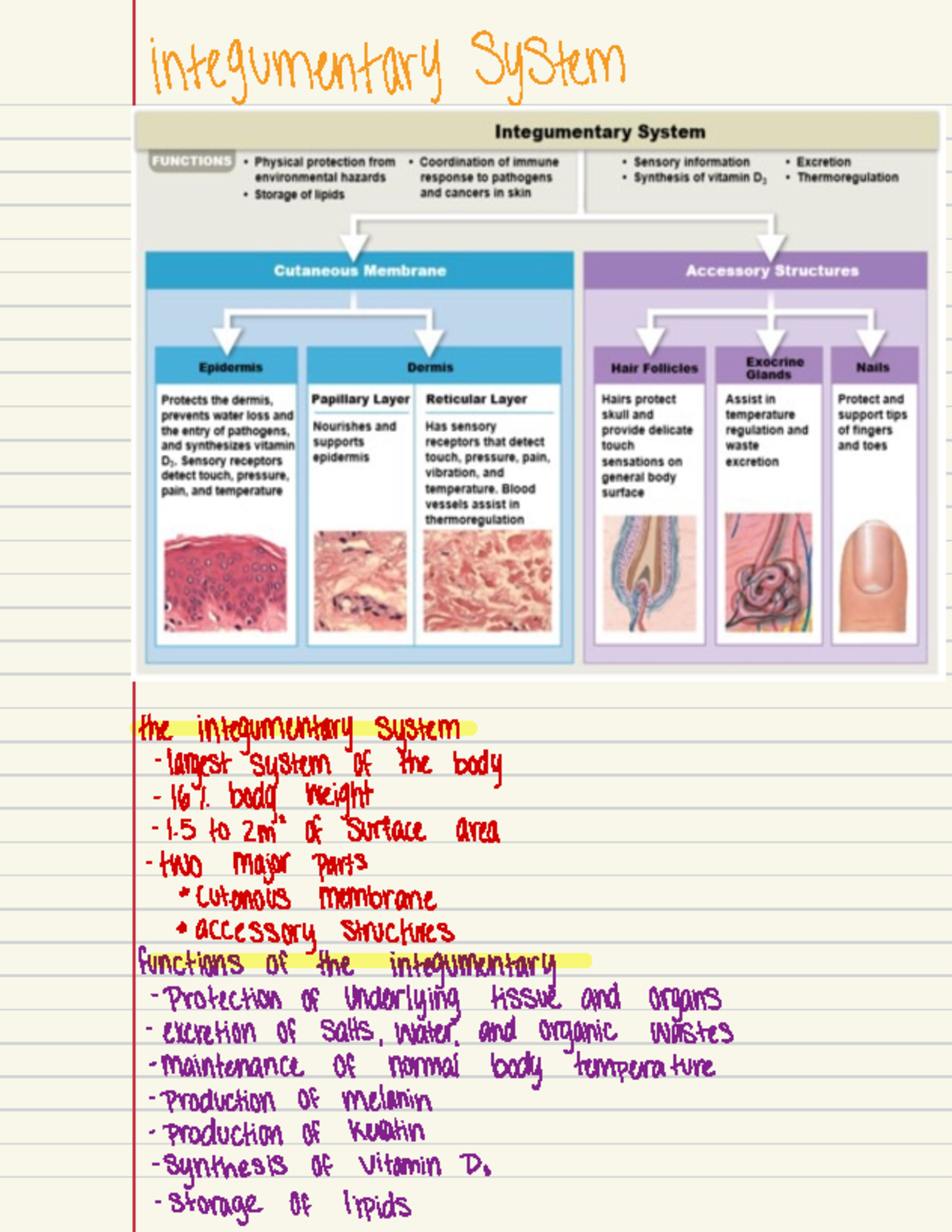 Anatomy & Physiology 1 - the details of the integumentary system ...