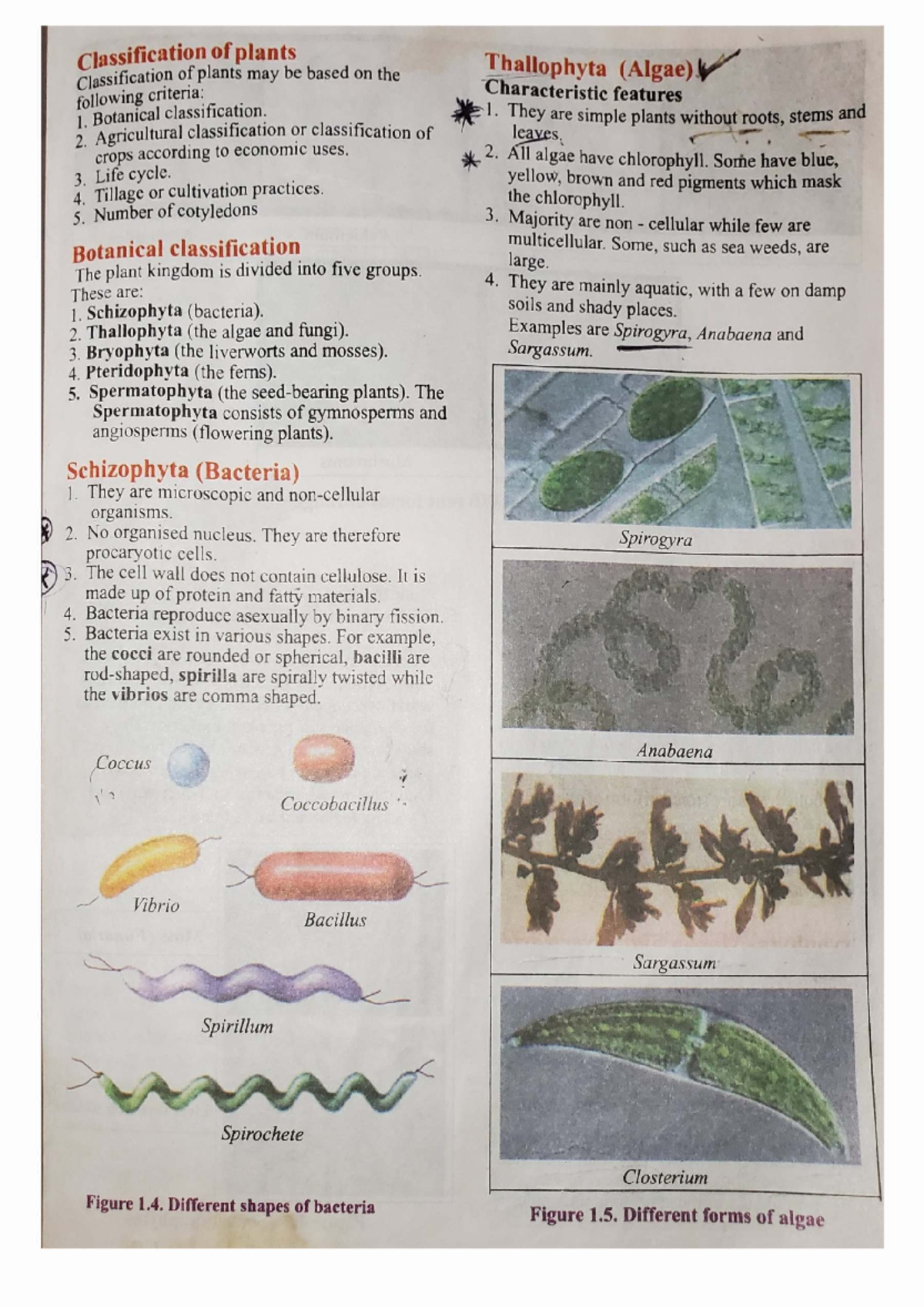 Classification of Plants and Animals - BIO 101 Lecture Notes - Studocu
