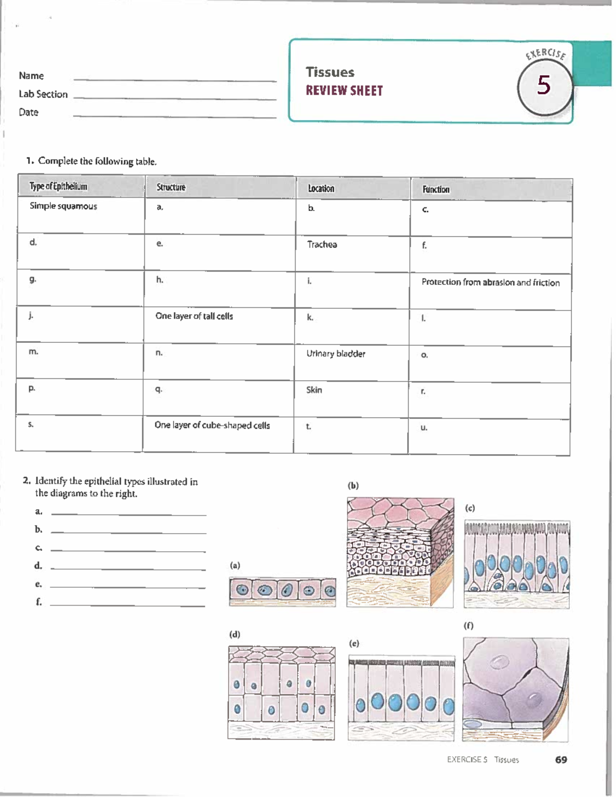Tissue Review Worksheet - Visual A&P (Sarikas) for Lab Exercise 5 - Studocu
