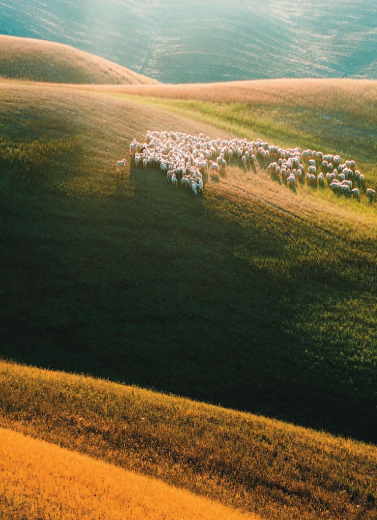 Nelson 12 Maths Methods: Chapter 4 - Integration and Areas - Studocu