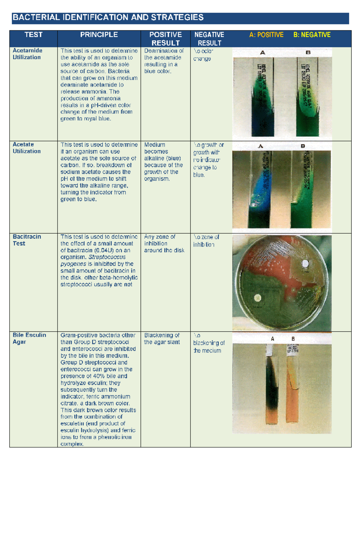 Bacterial Identification Strategies: Test Principles and Results - Studocu