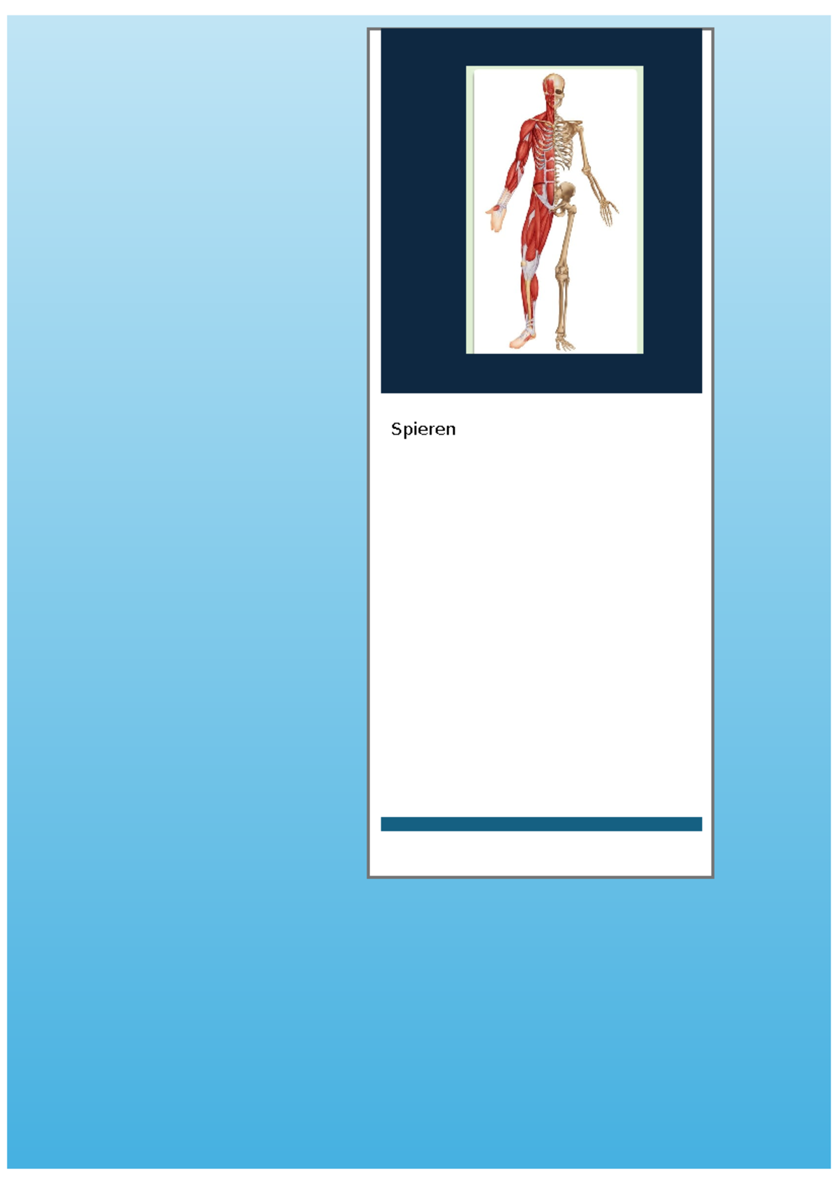 Overzicht spieren - Spieren Heupspieren A. inwendige spieren heup Spier ...