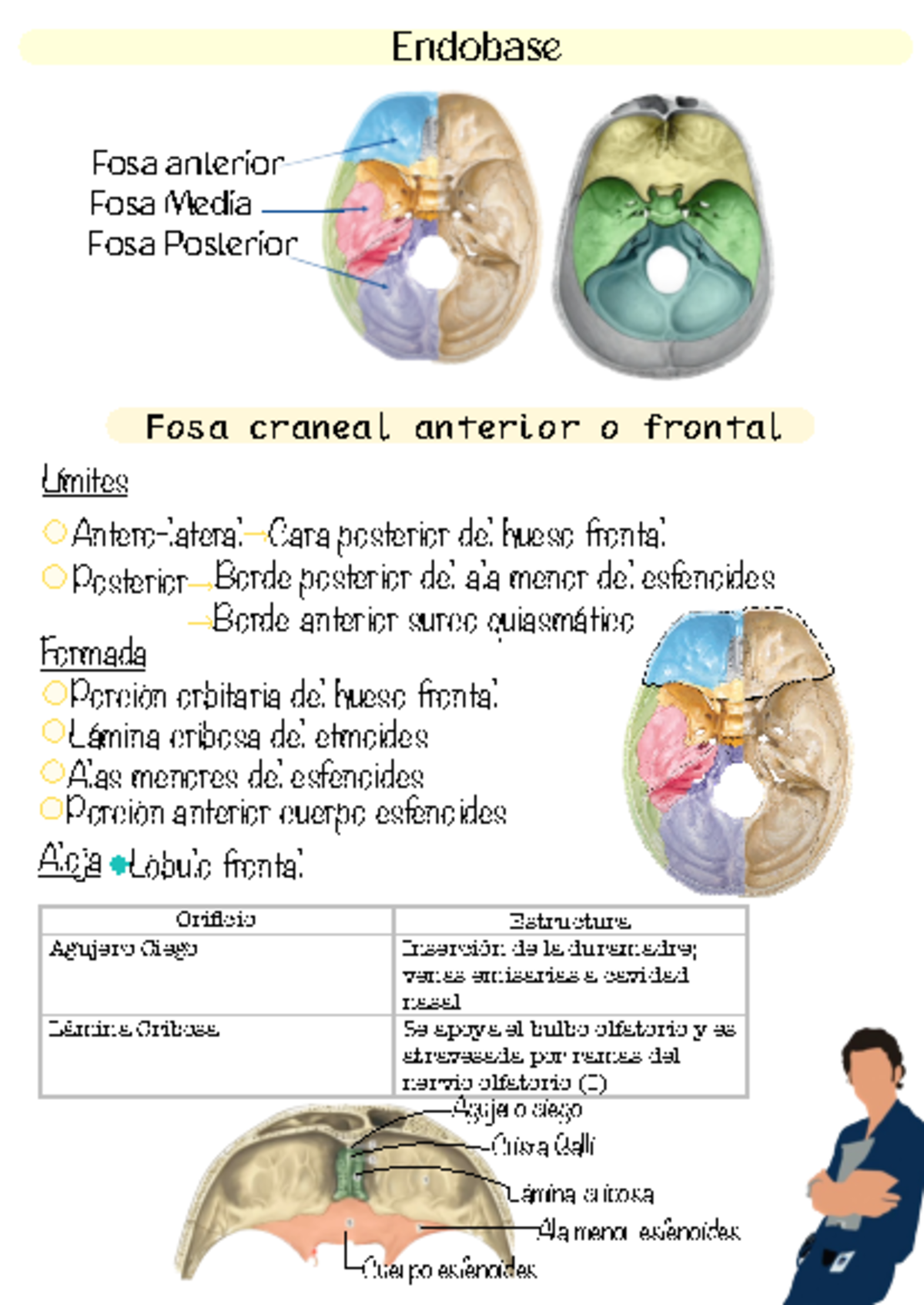 Endobase y Exobase - Apunte clase, más apunte Dra. Castellano ...