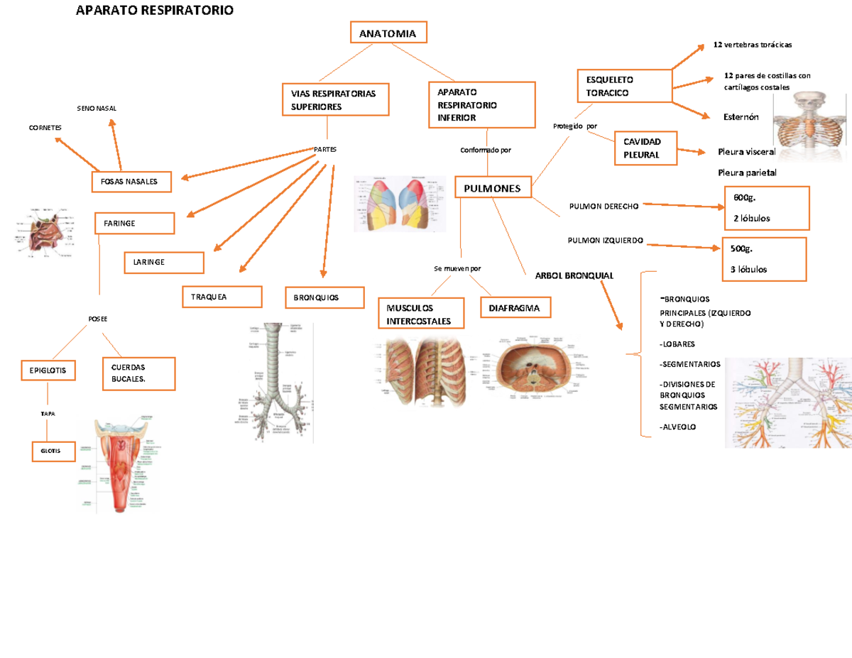 Mapa Conceptual Del Sistema Respiratorio