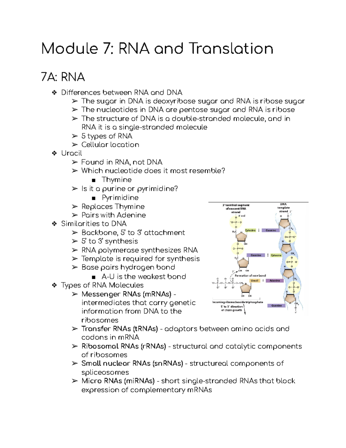 Module 7 RNA and Translation - Module 7: RNA and Translation 7A: RNA Di ...