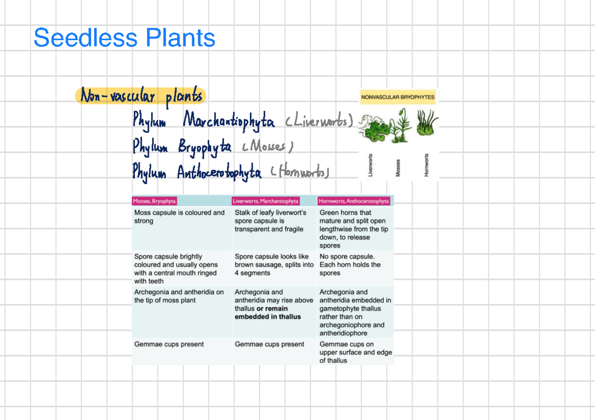 Seedless Plants & Seed Plants: A Comprehensive Overview (BIO101) - Studocu