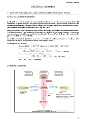 Bioquímica. Tema 13 Regulación de las rutas metabólicas - TEMA 13 ...
