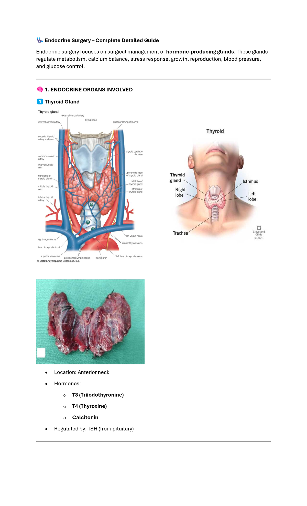 Endocrine Surgery Overview: Key Procedures & Considerations - Studocu
