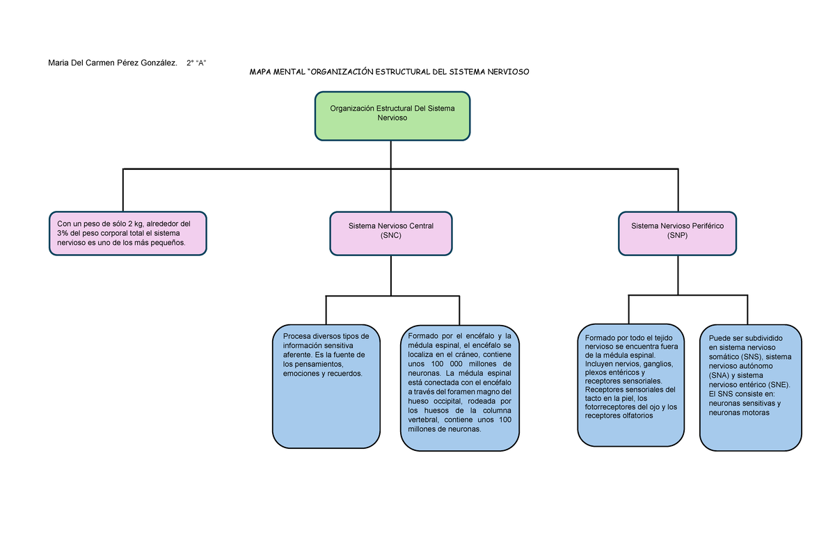 MAPA Conceptual: Organización Estructural del Sistema Nervioso - Studocu