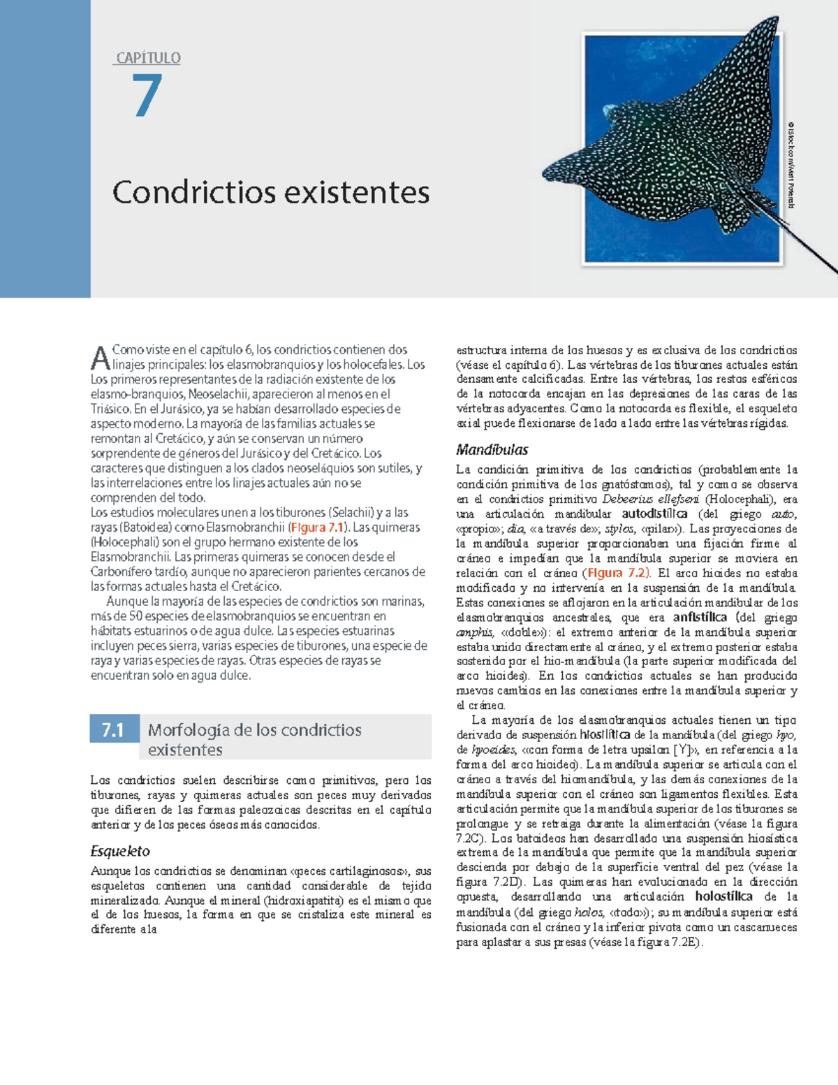 CAPÍTULO 7: Condrictios Existentes - Evolución y Morfología - Studocu