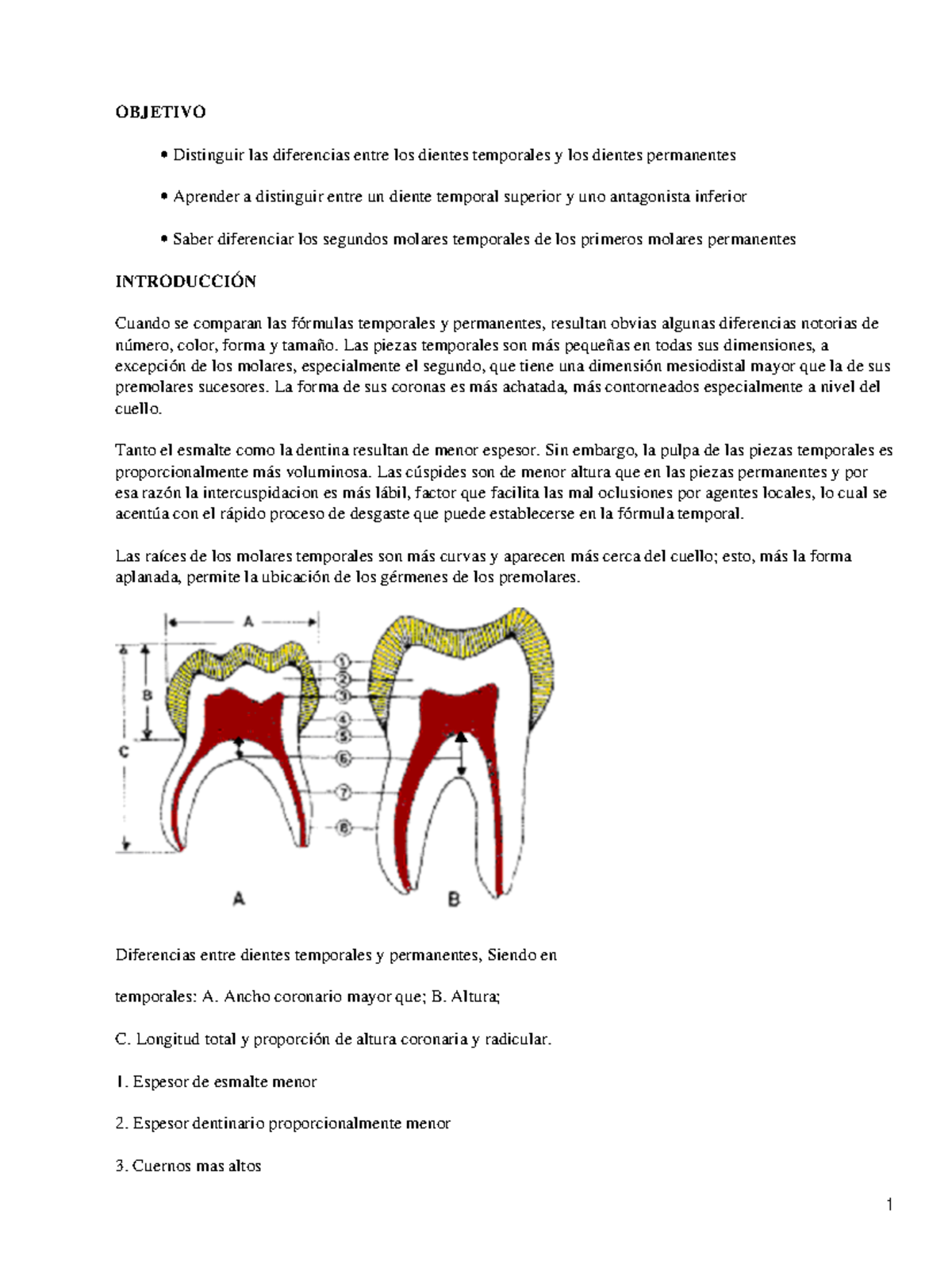 Tallado de Dientes Temporales vs Permanentes - ANATOMÍA 101 - Studocu