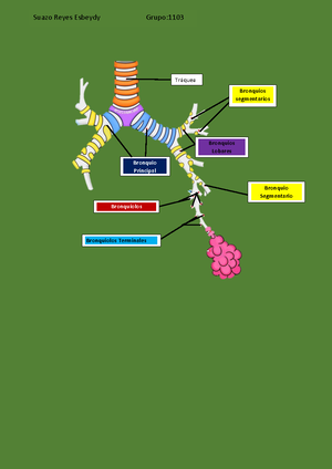 Diferencias Entre Exudado Y Trasudado - EXUDADO TRASUDADO Fluido ...