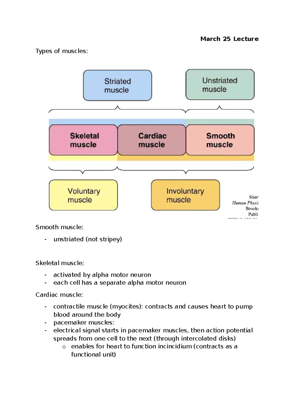 Physiology 101: Lecture Notes on Muscle Types and Function - Studocu
