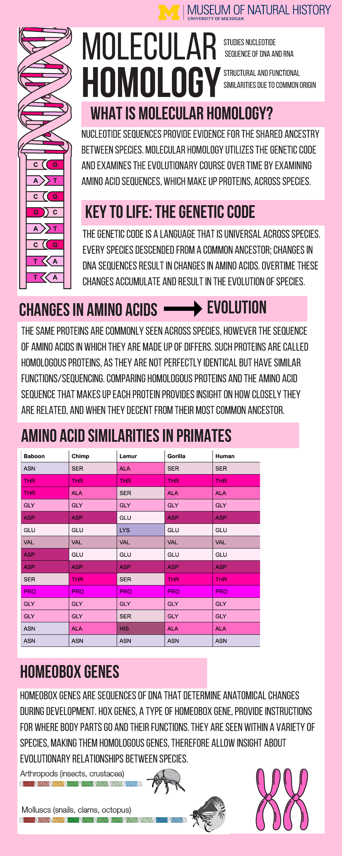 Molecular homology - HOMOLOGY homeobox genes are sequences of DNA that ...