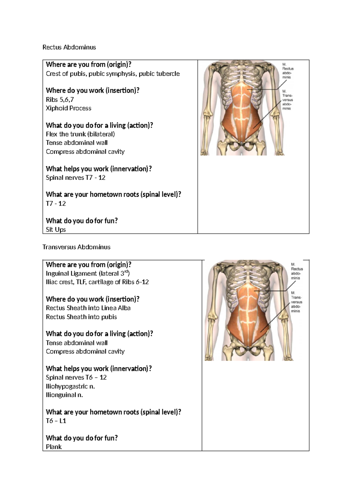 Muscle Anatomy Overview: Origins, Insertions, and Functions (ANAT 101 ...